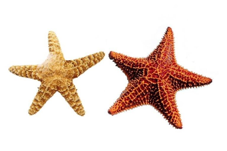 Are Starfish Edible (Little Known Facts!) - The Healthy Apron